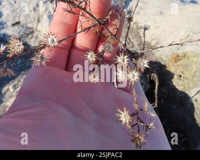 (Asteroideae), Plantae, Milwaukee, Wisconsin, United States Stock Photo ...