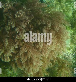 red sea plume (Asparagopsis taxiformis), Plantae, Baía Entre Picos ...