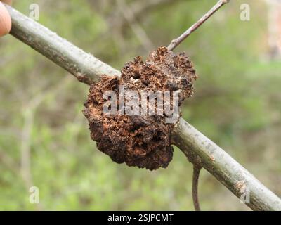 Gall Wasps (Cynipidae), Insecta, Ohio, US, No cell or webbing inside ...