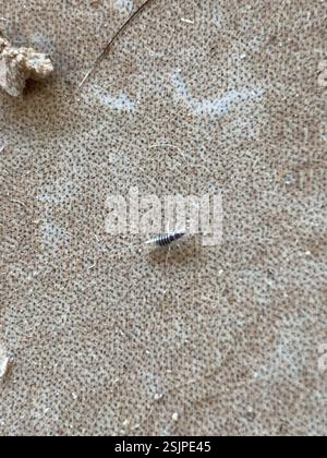 (Ctenolepisma), Insecta, Florida, US Stock Photo - Alamy