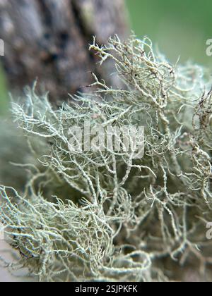 beard lichens (Usnea), Fungi, Pecho Valley Rd, Los Osos, CA, US, I ...