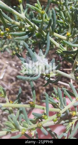 (Asphondylia tonsura), Insecta, Stop R1 West Tce - West side, Adelaide ...
