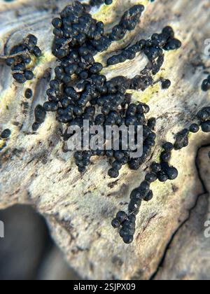 (Rosellinia), Fungi, Highland Dr, Los Osos, CA, US Stock Photo - Alamy