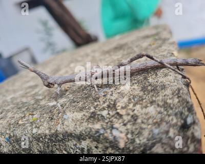 Jumping Sticks (Stiphra), Insecta, Santa Teresinha Stock Photo - Alamy