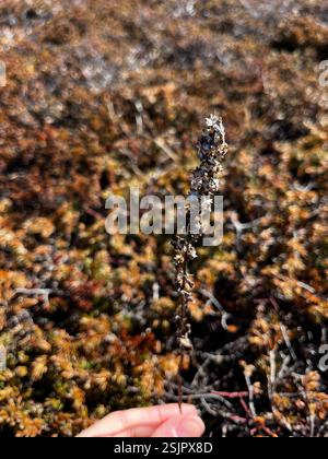 flowering plants (Angiospermae), Plantae, Cape Breton Island, Victoria ...