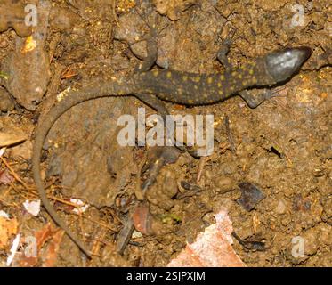 Yellow-spotted night lizard (Lepidophyma flavimaculatum) biting a ...
