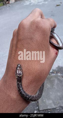 Common Wolf Snake (Lycodon capucinus), Black River Gorges National Park ...