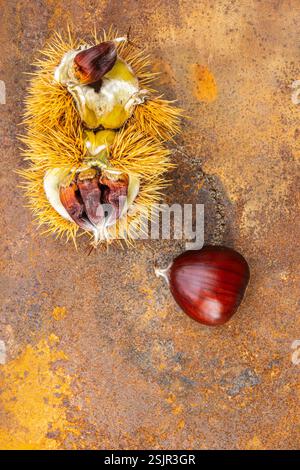 Sweet chestnut in a prickly fruit shell on a rusty background Stock ...