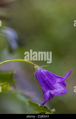 Adria bellflower (Campanula portenschlagiana Stock Photo - Alamy