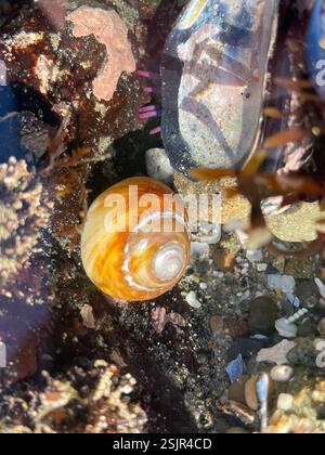 Brown Tegula (Tegula brunnea), Mollusca, North Pacific Ocean, CA, US Stock Photo - Alamy