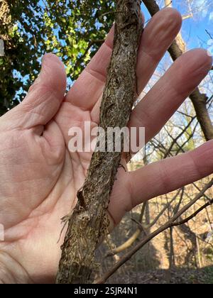 staff-vine family (Celastraceae), Plantae, Arrowhead Rd, Port Republic ...