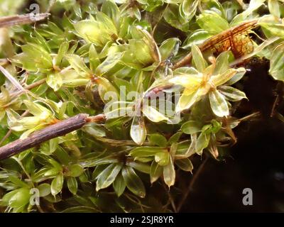mosses (Bryophyta), Plantae, Opperstok, Groot-Ammers, South Holland, NL ...
