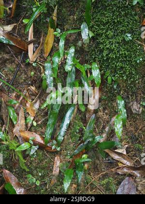 (Deparia lancea), Plantae, 台灣新北市 Stock Photo - Alamy