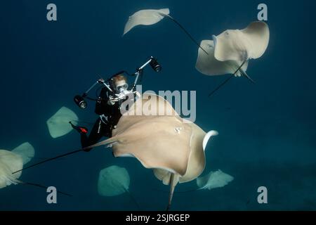 Pink Whipray and Scuba diver, Pateobatis fai, North Male Atoll, Indian ...