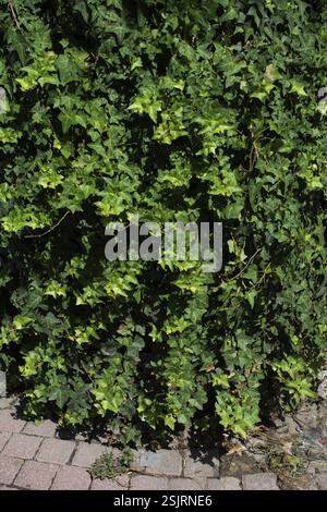 Plants hang from a wall in a bright outdoor space Stock Photo - Alamy