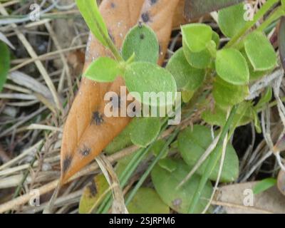 Rabbitbells (Crotalaria rotundifolia), Plantae, River Rd. Preserve ...