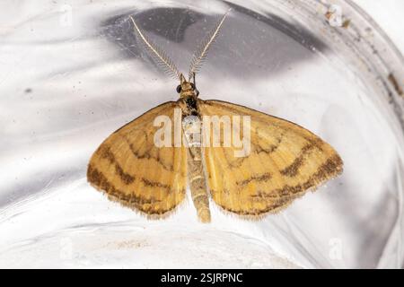(Asaphodes abrogata), Insecta, Omarama, New Zealand, Alpine zone moths ...