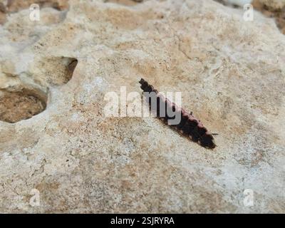 Maltese Glow-worm (Lampyris pallida), Insecta, 35.8790926455,14. ...