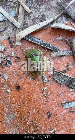 (Ascra bifida), Insecta, Calle Luna, Sayulita, NAY, MX Stock Photo - Alamy