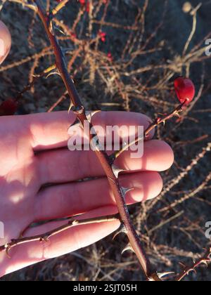 roses (Rosa), Plantae, Historic Water Tower, Milwaukee, WI, USA Stock ...