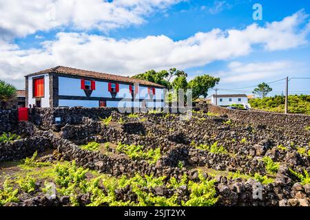Historic traditional buildings in vineyard culture on Pico island ...
