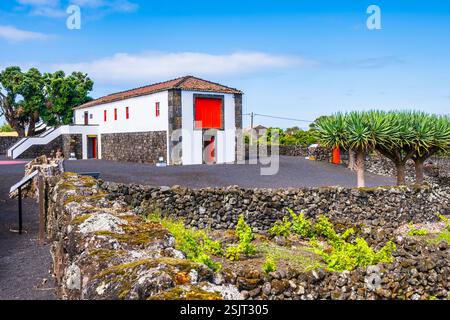 Historic traditional buildings in vineyard culture on Pico island ...