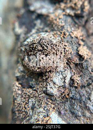 (Merismodes), Fungi, Pismo Ave, Los Osos, CA, US, Willow wood Stock ...
