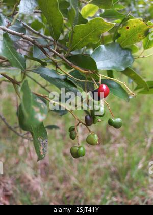 White Pear (Apodytes dimidiata), Plantae, Grootvadersbosch Garden Route ...