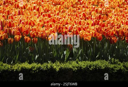 Orange color tulip flowers bloom in the garden Stock Photo - Alamy