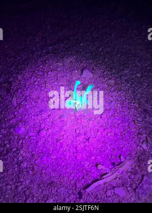 Eastern Swollenstinger Scorpion (Anuroctonus phaiodactylus), Arachnida ...