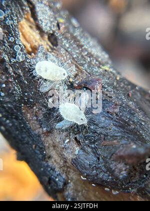 (Erynia), Fungi, Alamo Dr, Los Osos, CA, US Stock Photo - Alamy