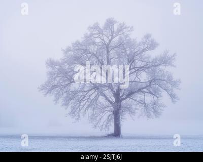 Winter landscape between Tutzing and Traubing, Starnberg district ...