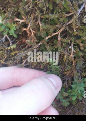western polypody (Polypodium hesperium) Plantae Stock Photo - Alamy