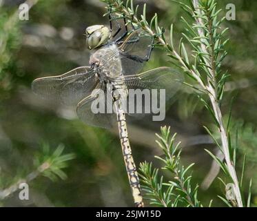 Australian Emperor (Anax papuensis) Insecta Stock Photo - Alamy