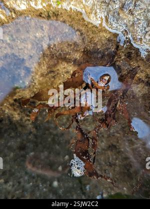 (Prionitis lanceolata), Plantae, Vancouver, BC, Canada Stock Photo - Alamy