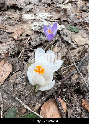 spring crocus (Crocus neapolitanus), Plantae, R 1004, Grad Livno ...