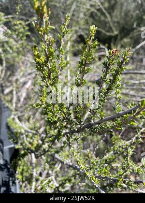 chamise (Adenostoma fasciculatum), Plantae, San Benito County, CA, USA ...