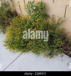stinknet (Oncosiphon pilulifer), Plantae, Norco, CA 92860, USA ...