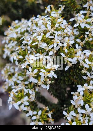 (Olearia nummulariifolia), Plantae, Ohakune 4691, New Zealand Stock ...