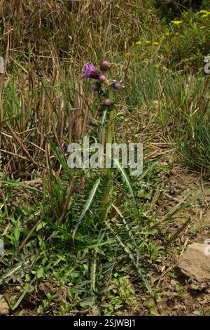 Japanese thistle (Cirsium japonicum), Plantae, 中国贵州省黔南布依族苗族自治州龙里县 Stock ...
