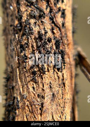 (Propolis), Fungi, Pecho Rd, Los Osos, CA, US Stock Photo - Alamy
