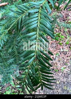 yews (Taxus), Plantae, Lawton Park, Seattle, WA 98199, USA Stock Photo ...
