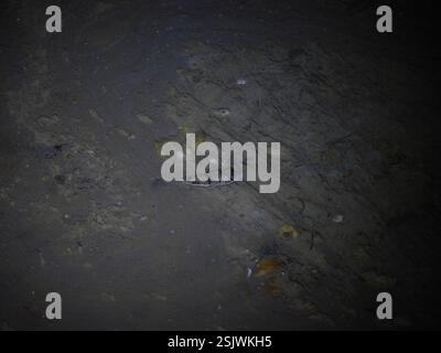 Smooth Toadfish (Tetractenos glaber), Actinopterygii, Beauty Point TAS ...