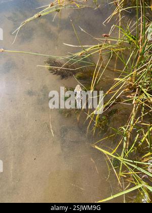 Four-eyed Frogs (Pleurodema), Amphibia, Province de Santa Cruz, AR ...