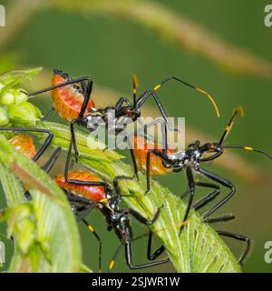 Wheel Bugs (Arilus), Insecta, Villa de Leyva, Boyacá, Colombia Stock ...