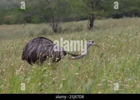 Greater Rhea (Rhea americana), Aves, Fazenda Carnaúba - Área Total ...