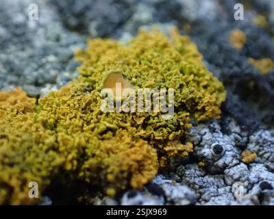 (Polycauliona), Fungi, Oak Bay, BC, Canada Stock Photo - Alamy