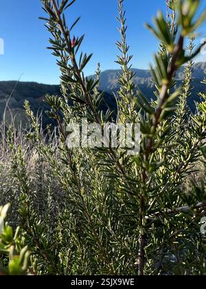 chamise (Adenostoma fasciculatum), Plantae, Orange County, CA, USA ...
