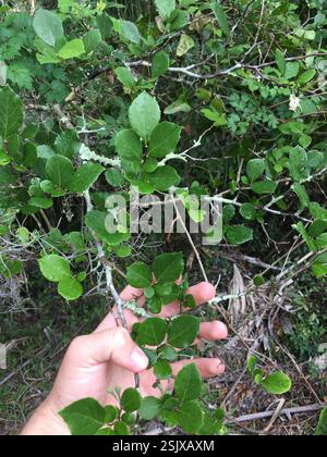 American Snowbell (Styrax americanus), Plantae, Myakka City, Sarasota ...