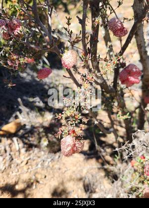 Baja Balloon Pod (Harfordia macroptera), Plantae, Ensenada, Baja ...